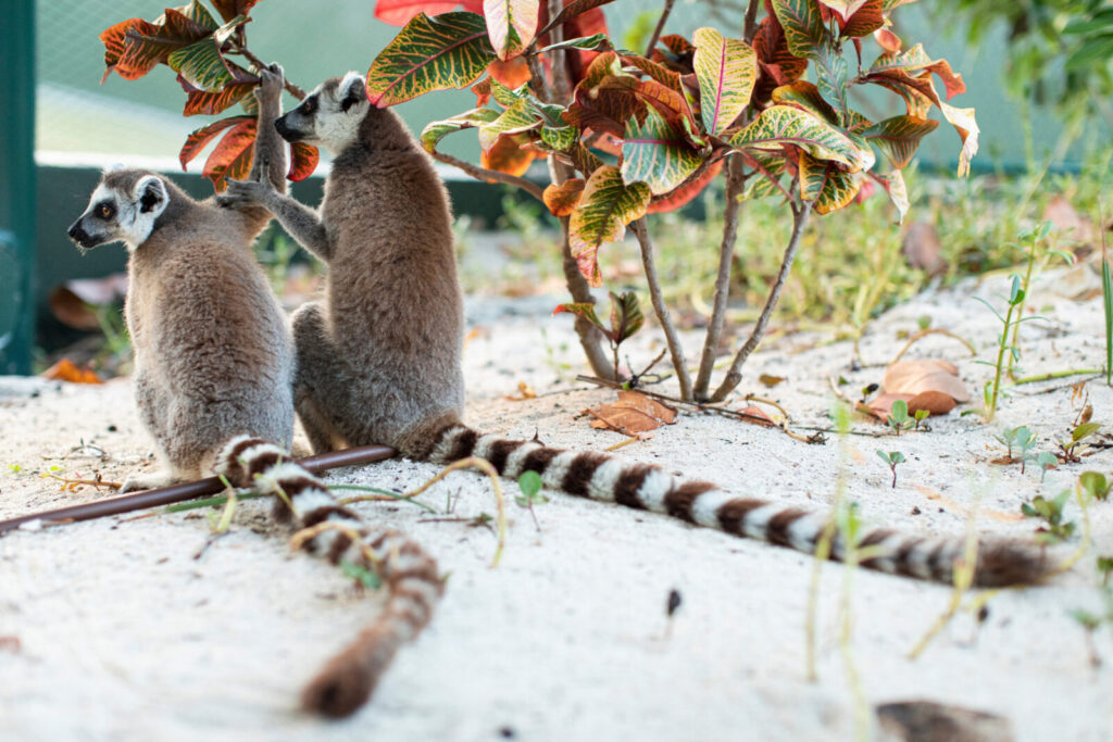 NECKER ISLAND | Satopia Travel